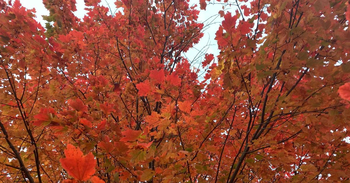 Explore the Fall Season in Washington County with Foliage, Food & Drinks